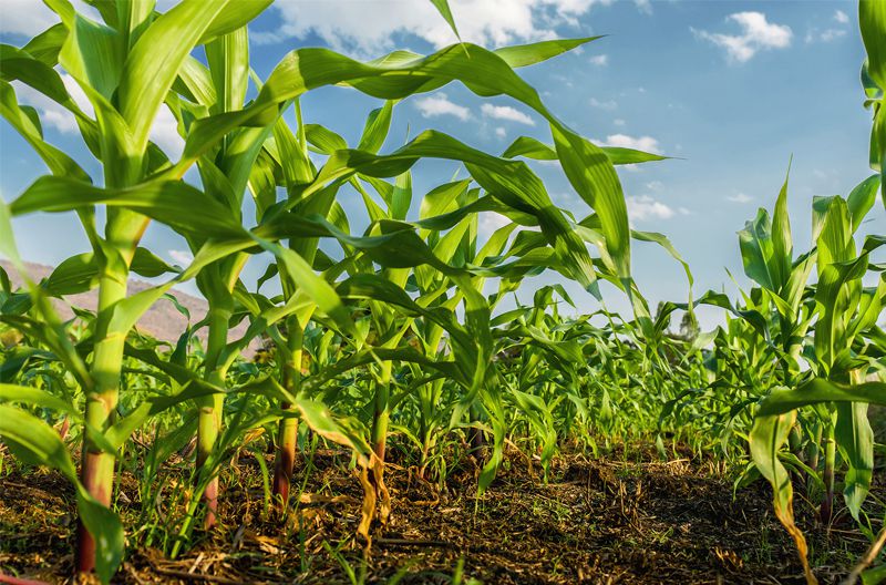 Growsafe Training Courses - Harris Training Services Ltd