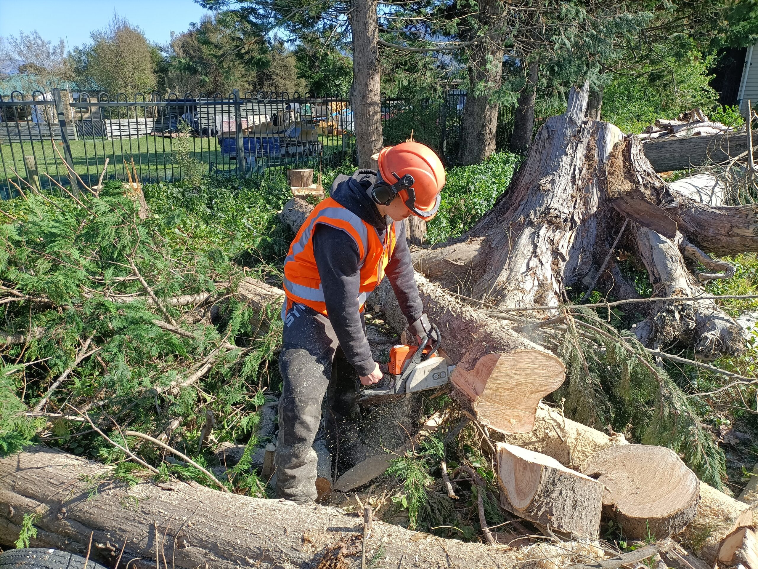 Chainsaw Course - Richmond - Harris Training Services Ltd