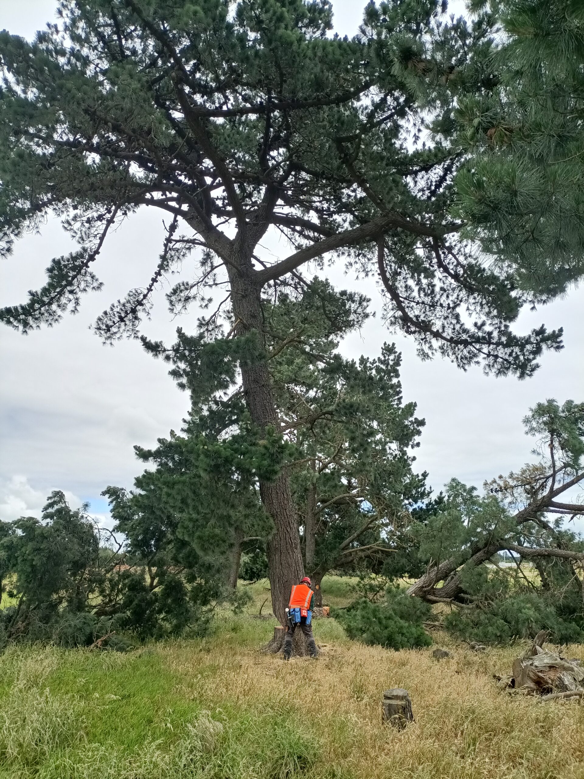 New Zealand Certificate in Tree Felling & Clearing (non-production ...